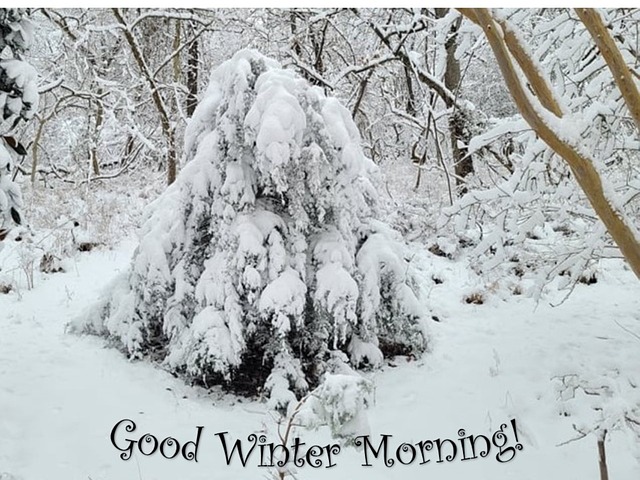 Good Morning Winter Snow - Free photo on Pixabay - Pixabay