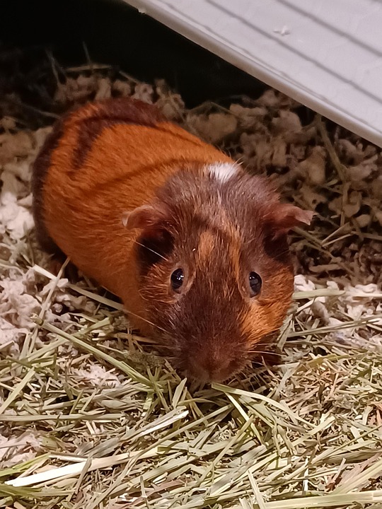 Guinea Pig Rodent - Free photo on Pixabay - Pixabay