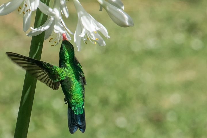 Plus de 1 000 photos gratuites de Colibri et de Oiseau