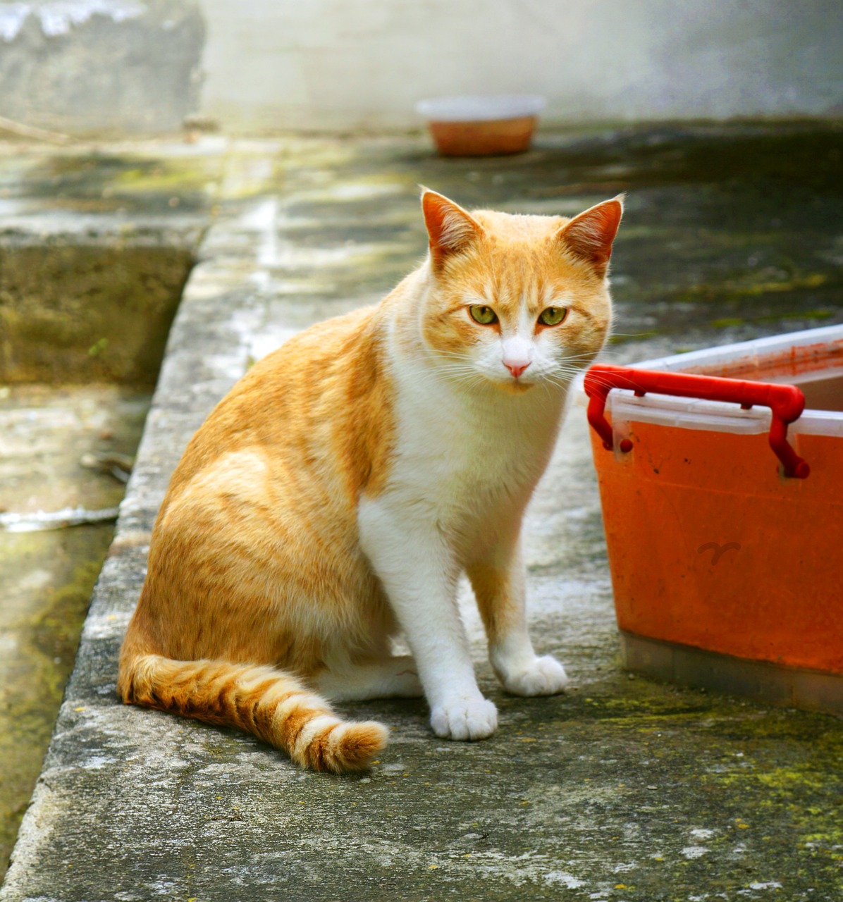 Satwa Kucing Licik - Foto gratis di Pixabay - Pixabay