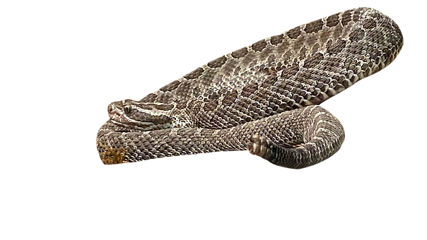 30+ Free Snake Scales & Snake Illustrations - Pixabay