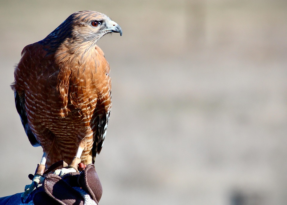 Hawk Raptor Bird - Free photo on Pixabay - Pixabay