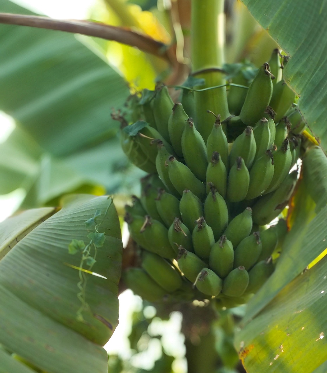 Bananas Raw Fruits - Free photo on Pixabay - Pixabay