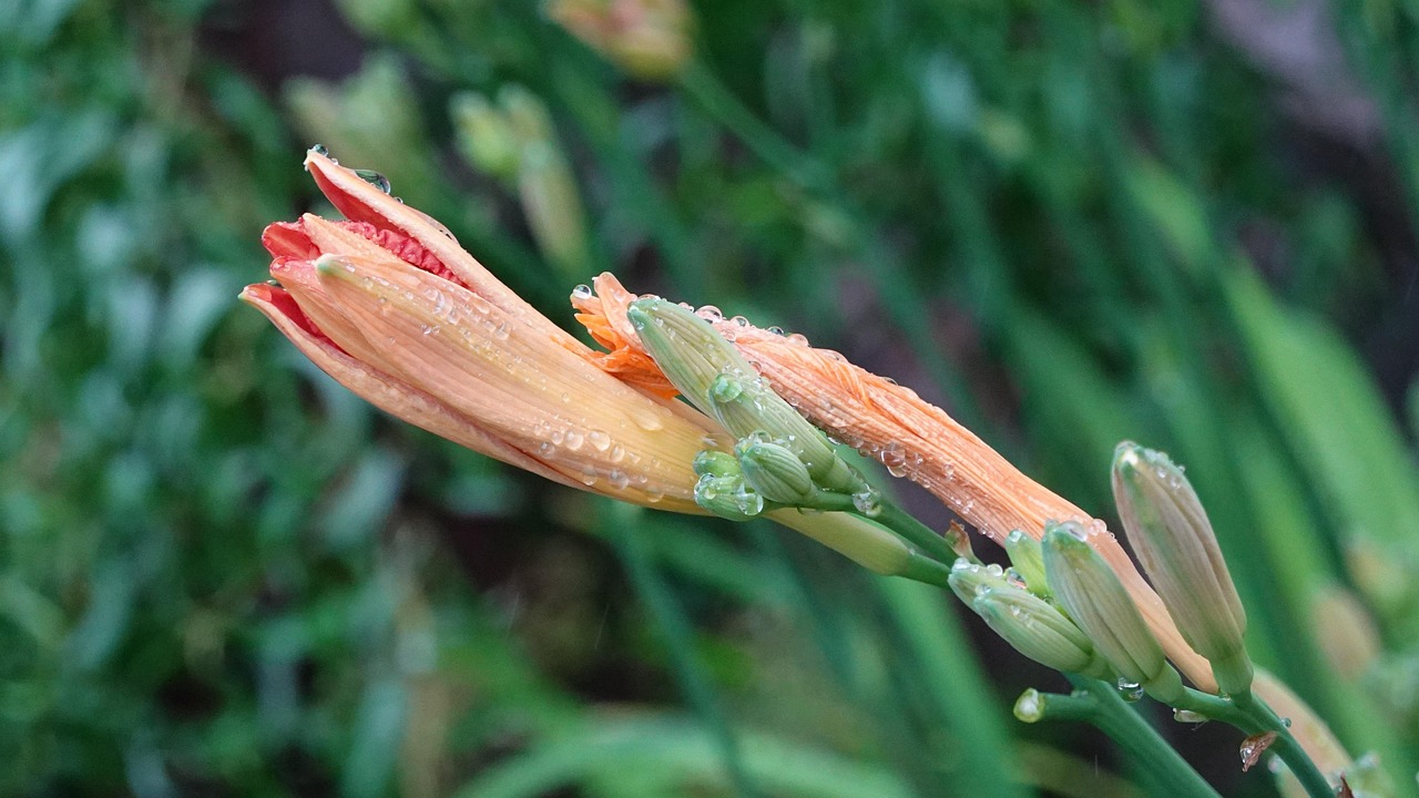 Daylilies Flowers Blooming - Free photo on Pixabay