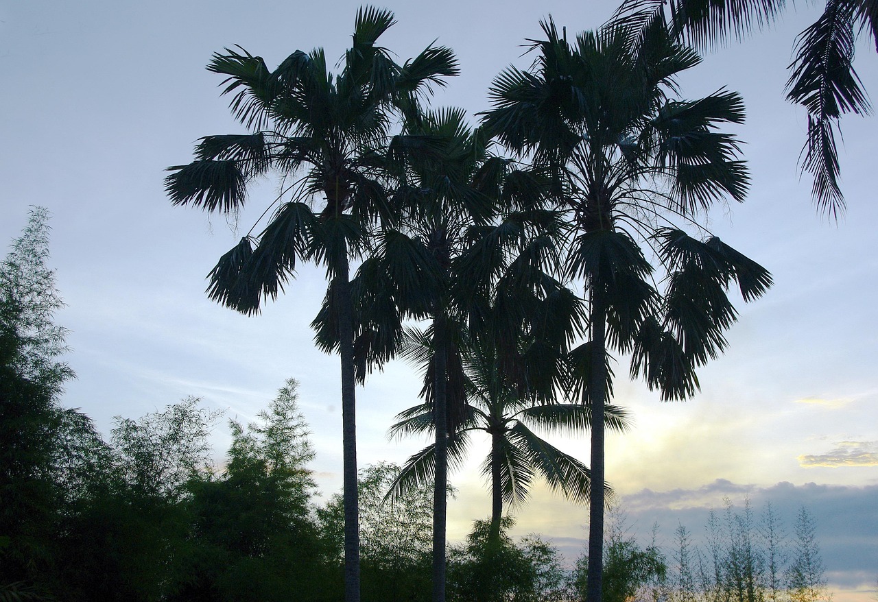 Coconut Trees Backlight Dusk - Free photo on Pixabay - Pixabay
