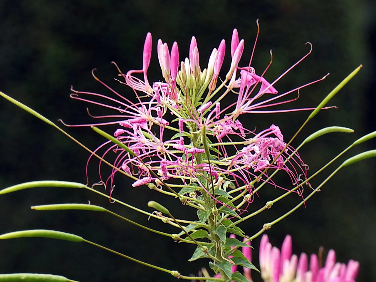 Flower Pink Cleome - Free photo on Pixabay - Pixabay