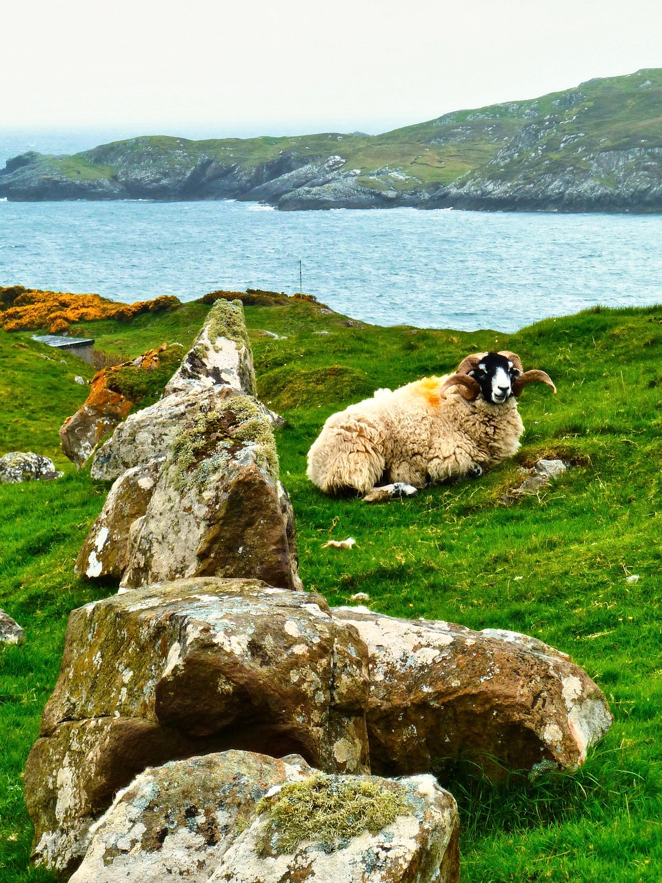 Le Mouton Rural Nature - Photo gratuite sur Pixabay - Pixabay