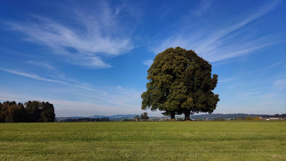 Meadow Nature Field - Free photo on Pixabay