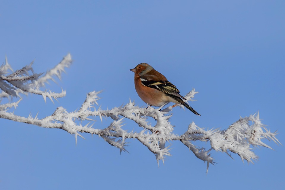 Oiseau Pinson Ornithologie - Photo gratuite sur Pixabay