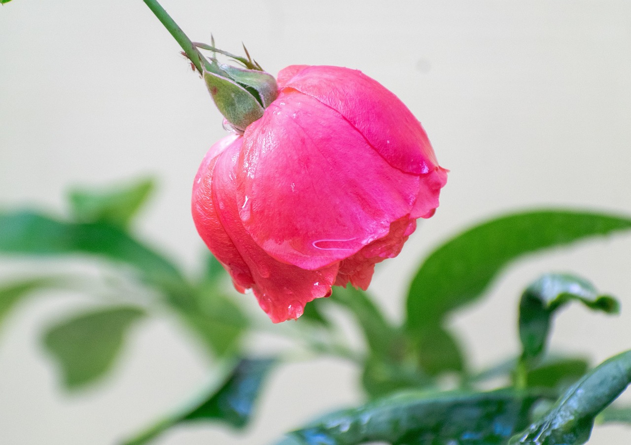 Fleur Rose Bloom - Photo gratuite sur Pixabay - Pixabay