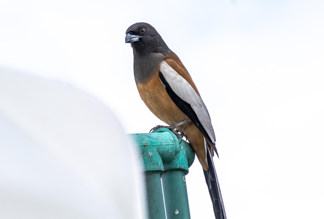 Treepie Bird Birdwatching - Free photo on Pixabay