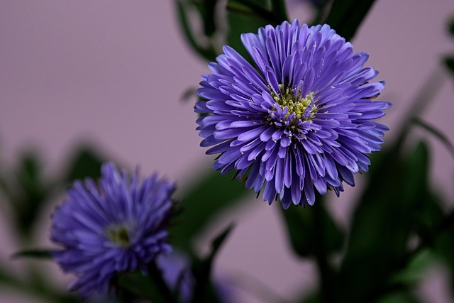 Floare Petale Muguri - Fotografie gratuită pe Pixabay - Pixabay