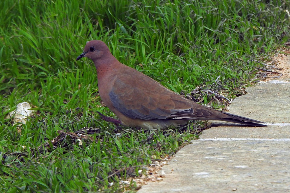 Dove Bird Perched - Free photo on Pixabay - Pixabay