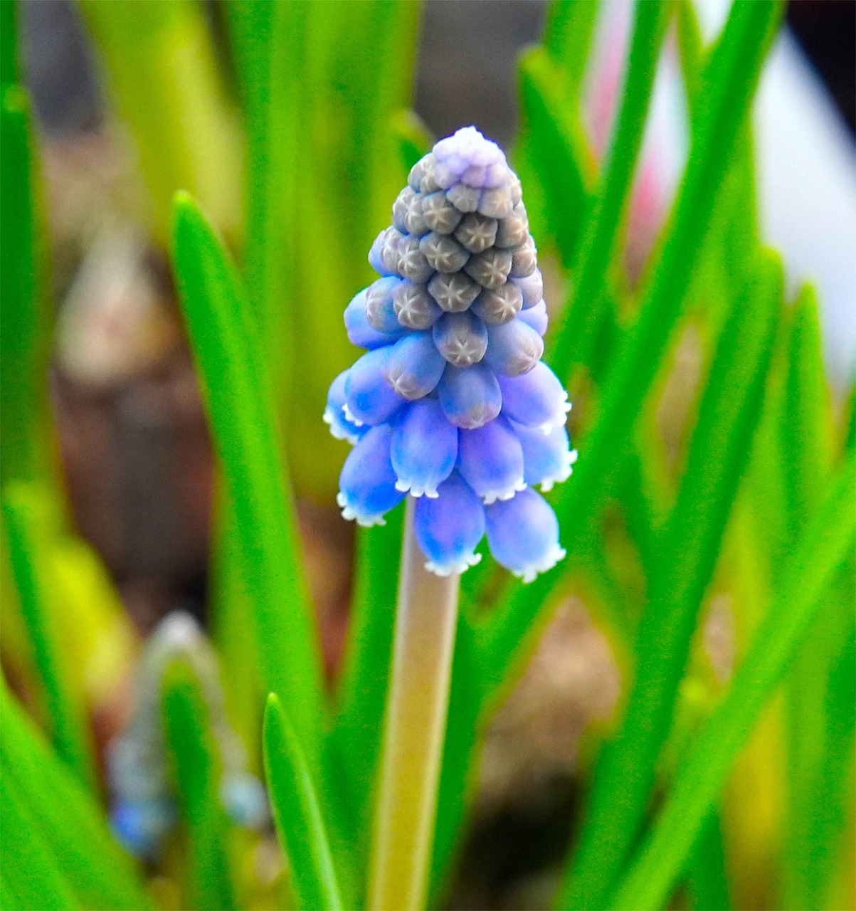 Jacinthe Fleur Jardin - Photo gratuite sur Pixabay - Pixabay