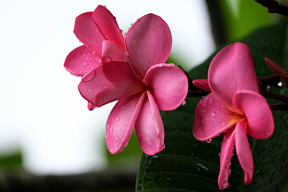 Flower Petals Dew Drops Frangi - Free photo on Pixabay - Pixabay