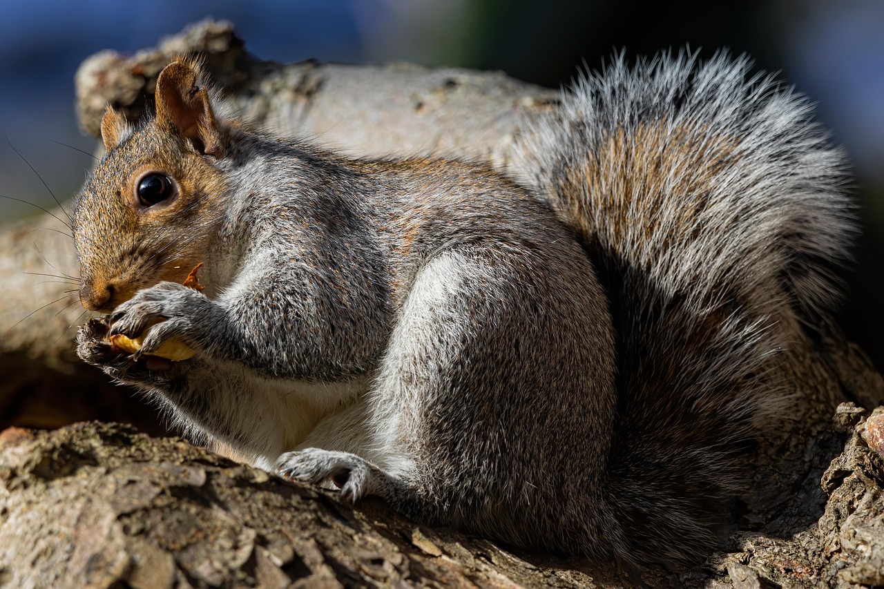 Squirrel Rodent Animal - Free photo on Pixabay