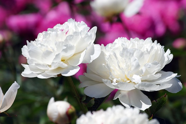 Peonies Flowers White - Free photo on Pixabay