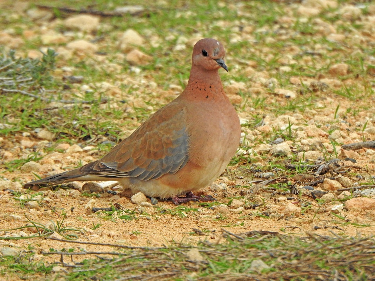 Dove Bird Perched - Free photo on Pixabay - Pixabay