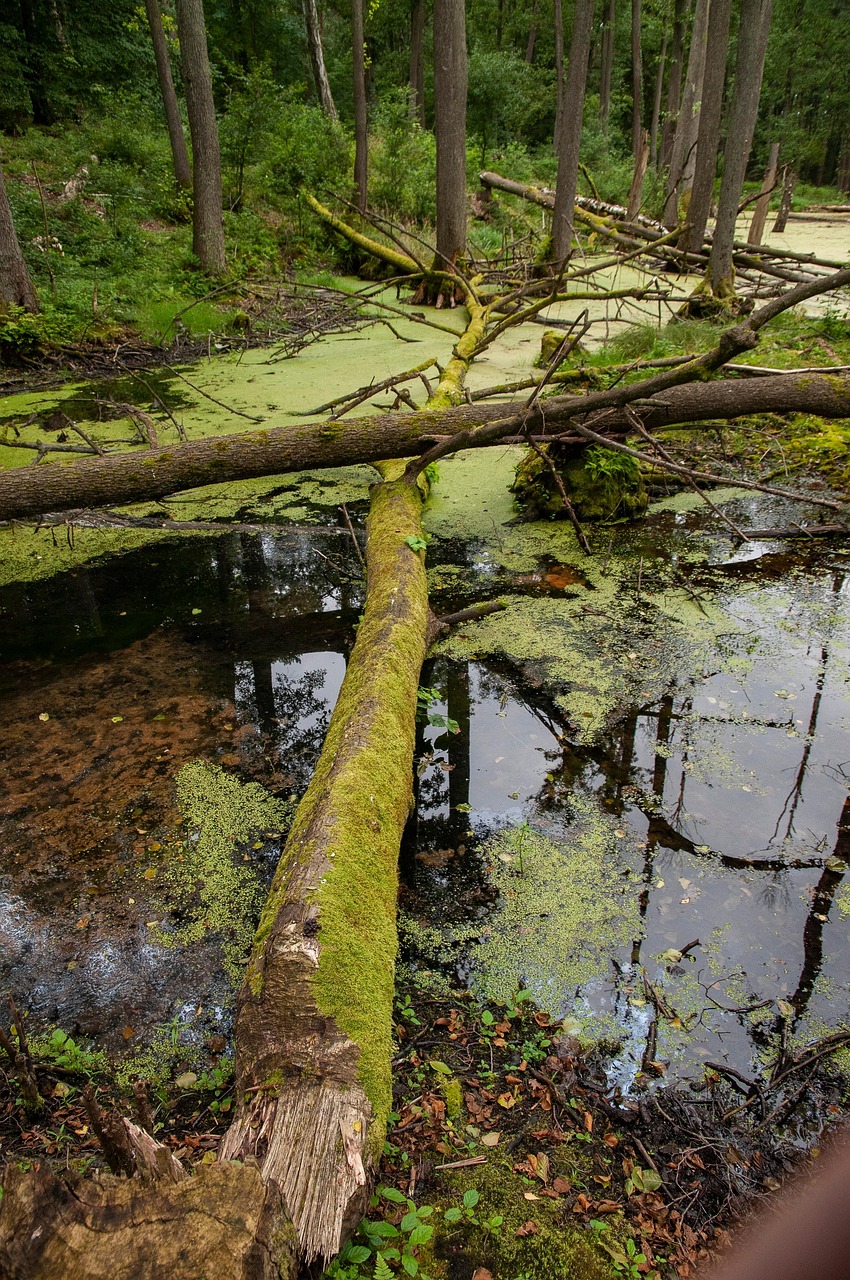 50,000+ Free Swamp Landscape & Swamp Images - Pixabay