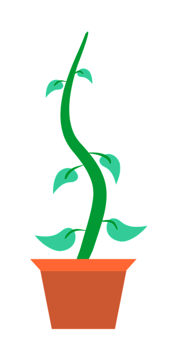 Plantes Fleur Germer - Image gratuite sur Pixabay