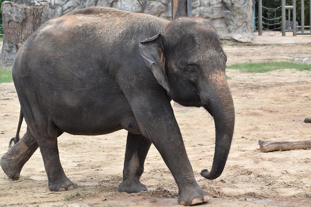 Elephant Asian Wild - Free photo on Pixabay