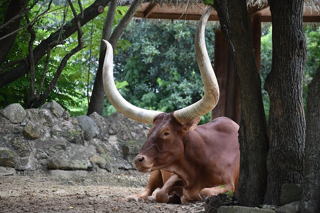 Ox Animal Zoo - Free photo on Pixabay