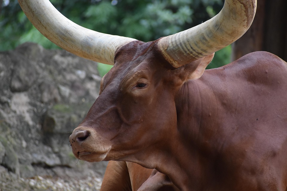 Ox Animal Zoo - Free photo on Pixabay