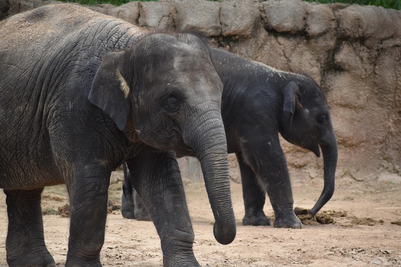 Elephants Pachyderm Asian - Free photo on Pixabay