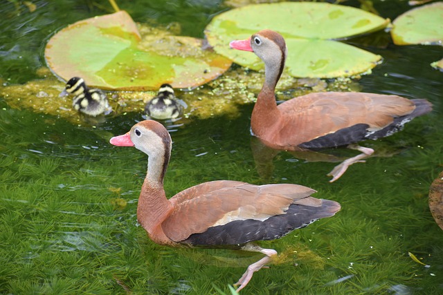 Ducks Birds Swim - Free photo on Pixabay - Pixabay