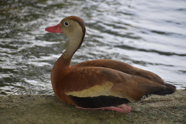 Pato Real Pájaro Aves - Foto gratis en Pixabay - Pixabay