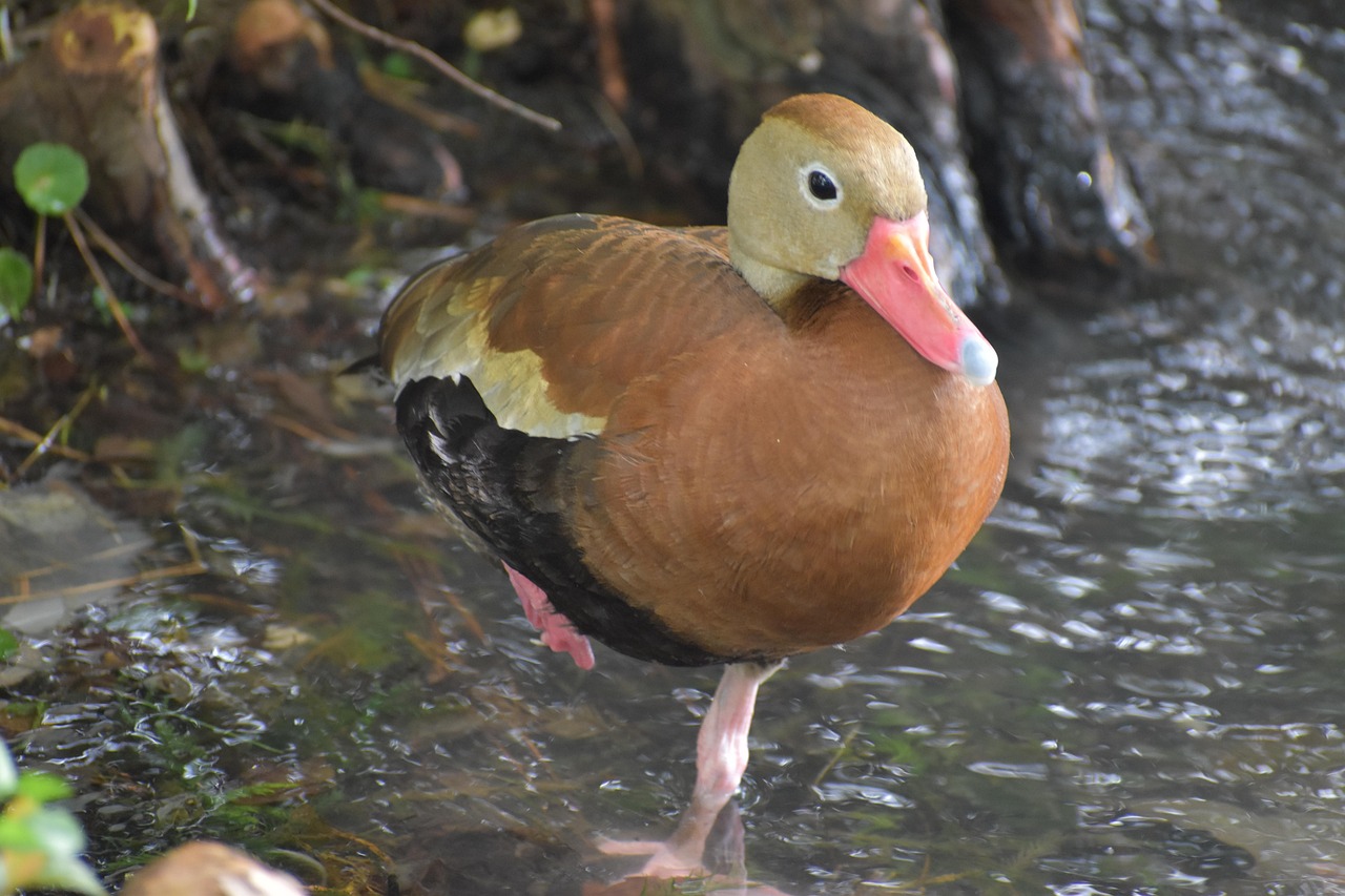 Pato Selvagem Ave Aquática - Foto gratuita no Pixabay - Pixabay