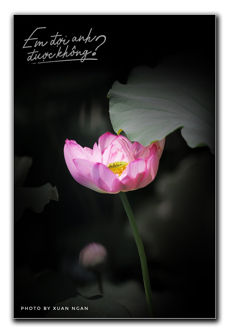 Flower Se - Free photo on Pixabay - Pixabay