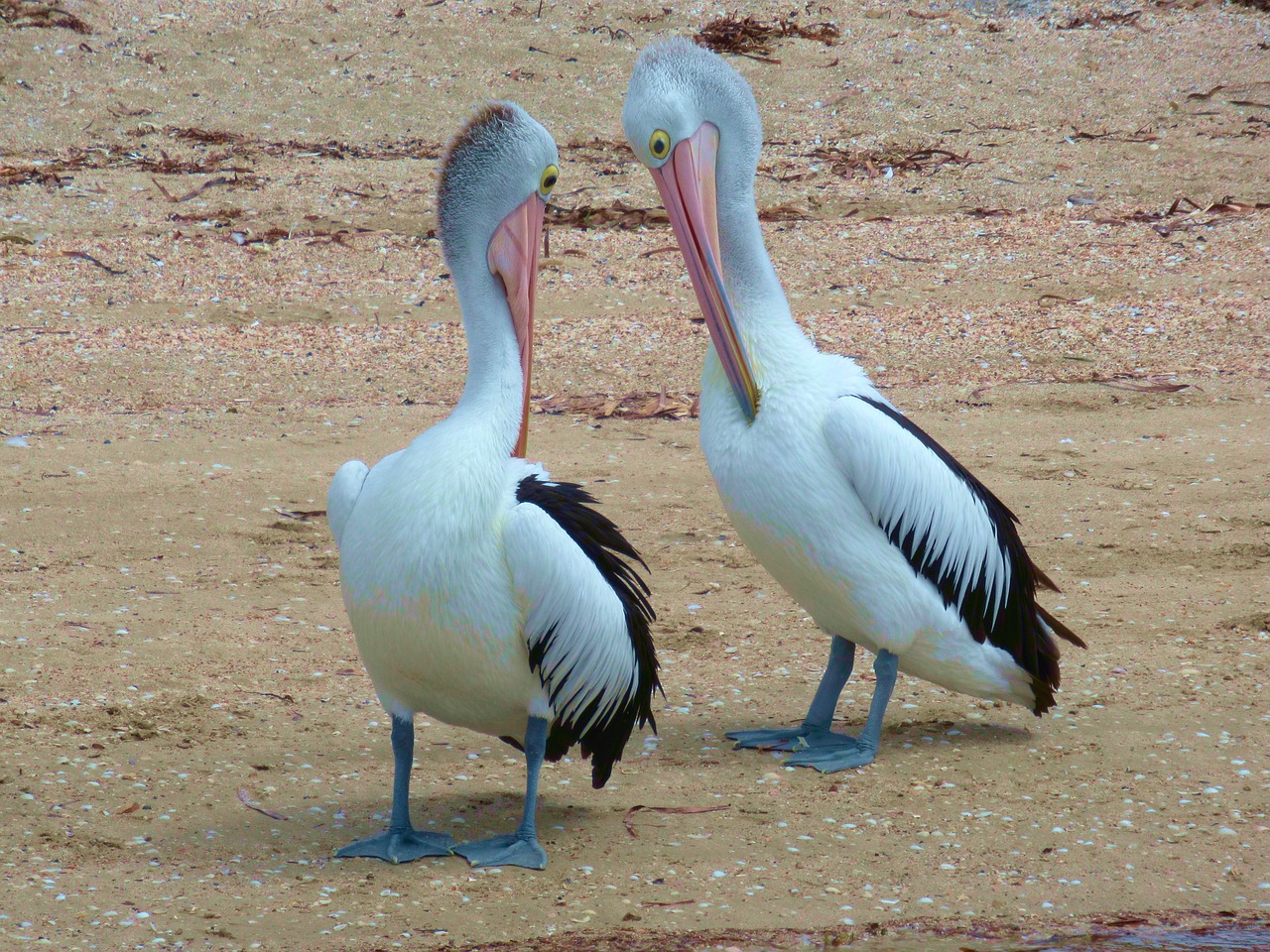Pelicans Birds Animals Australian - Free photo on Pixabay