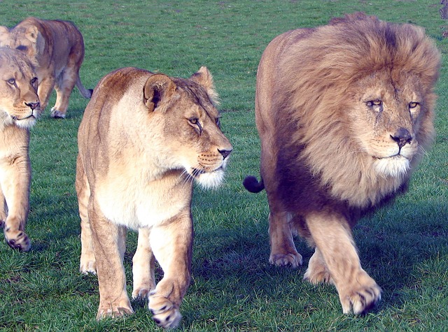 Lion Animal Natue - Free photo on Pixabay - Pixabay