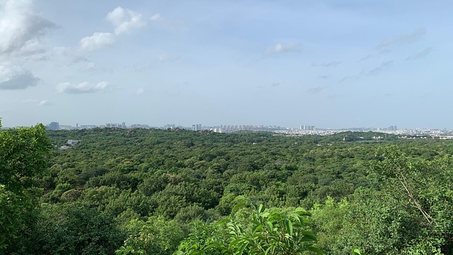Hutan Kota Alam - Foto gratis di Pixabay - Pixabay