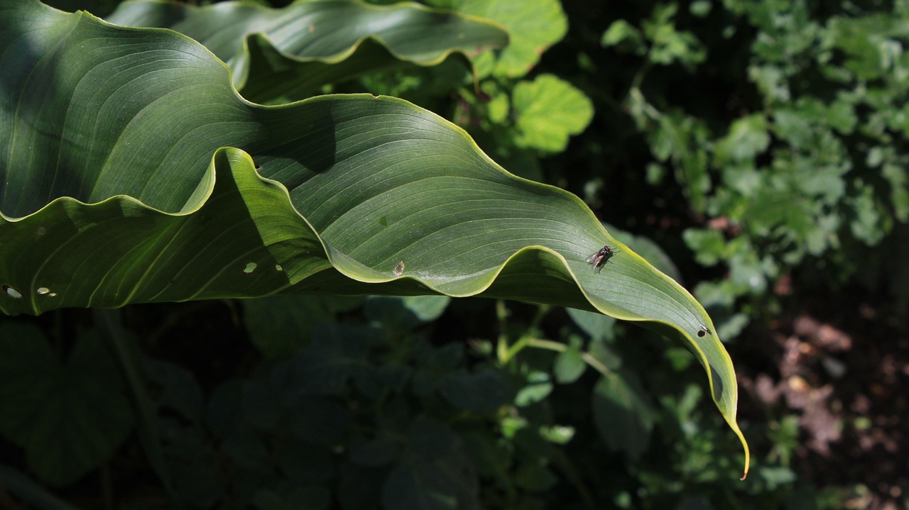 Nature Feuille Botanique - Photo gratuite sur Pixabay - Pixabay
