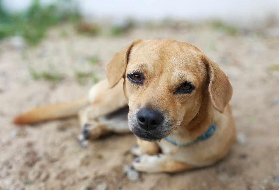 Animal Cachorro Canino - Foto gratis en Pixabay - Pixabay