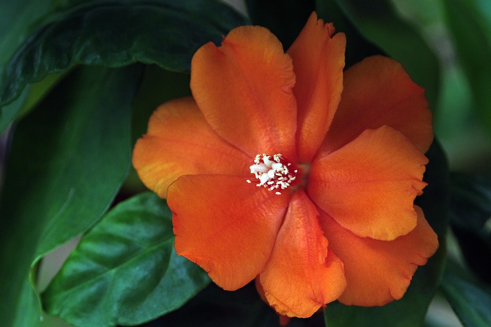 Pereskia Flower Orange - Free photo on Pixabay