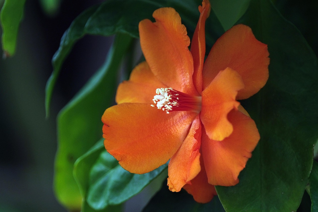 Flower Flora Nature - Free photo on Pixabay - Pixabay