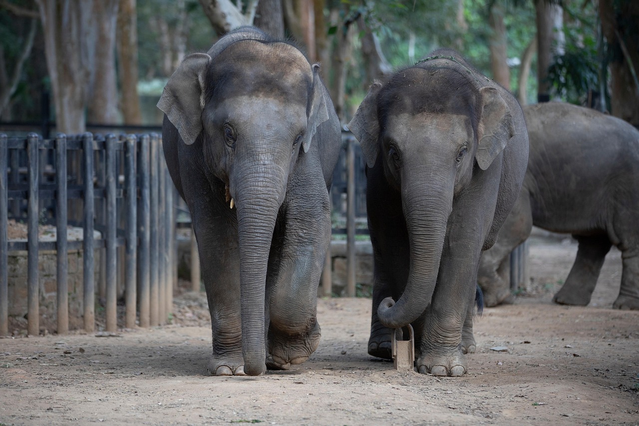 Elephants Indian Animals - Free photo on Pixabay - Pixabay