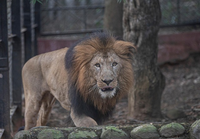 Lion Animal Mane - Free photo on Pixabay - Pixabay