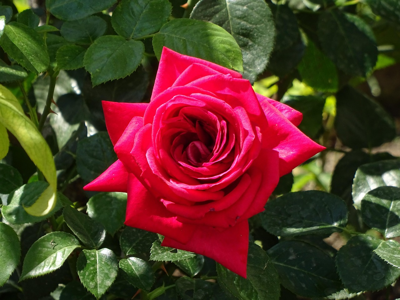 Rose Fleur Plante La - Photo gratuite sur Pixabay - Pixabay