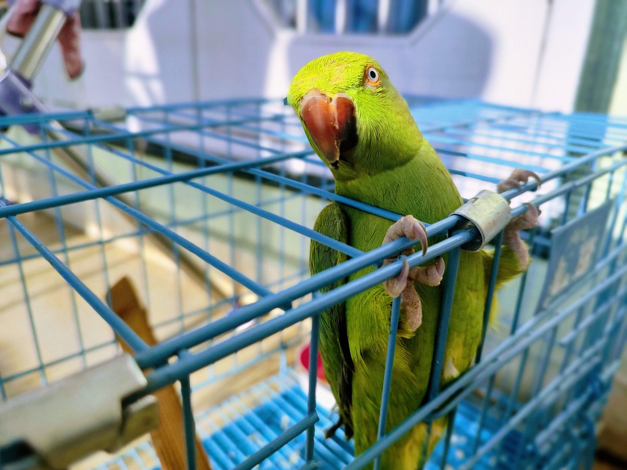 Parrot Bird Nature - Free photo on Pixabay - Pixabay