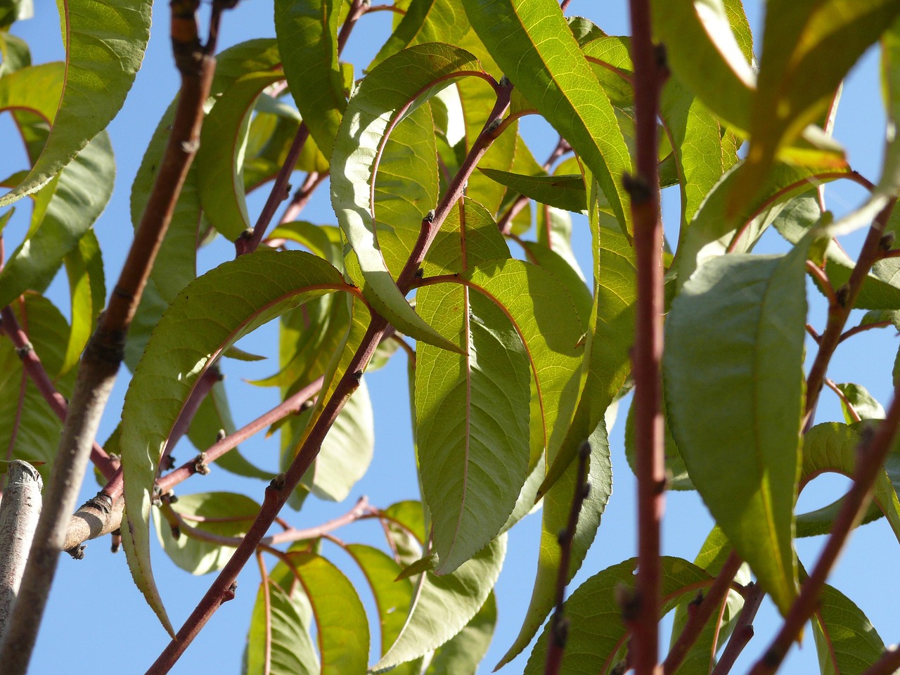 Madera Durazno El Verano - Foto gratis en Pixabay