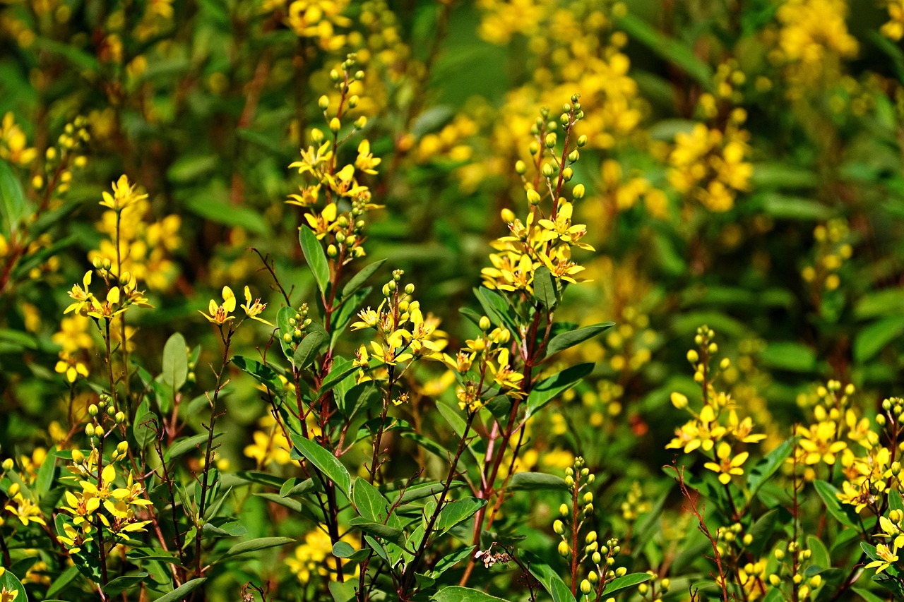Thryallis Flower Plant - Free photo on Pixabay - Pixabay