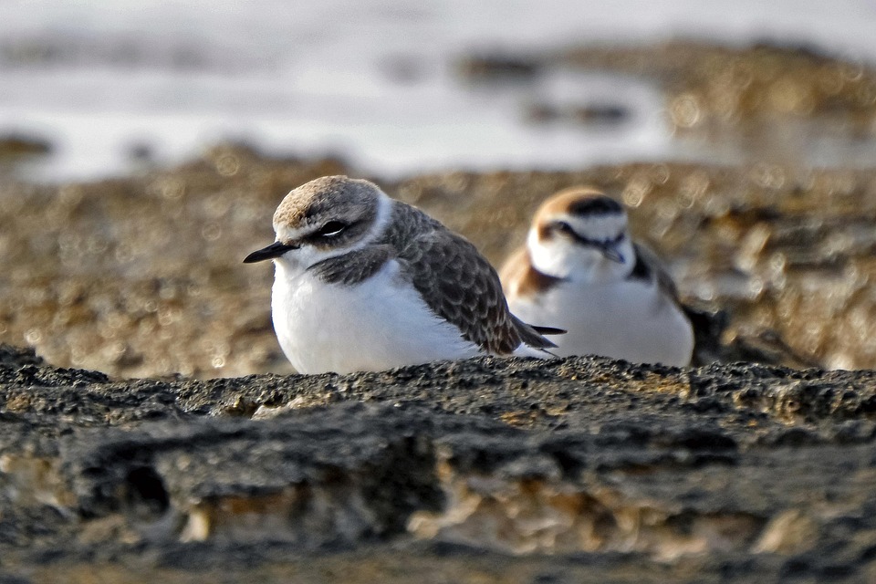 Kentish Plovers Birds Perched - Free photo on Pixabay - Pixabay