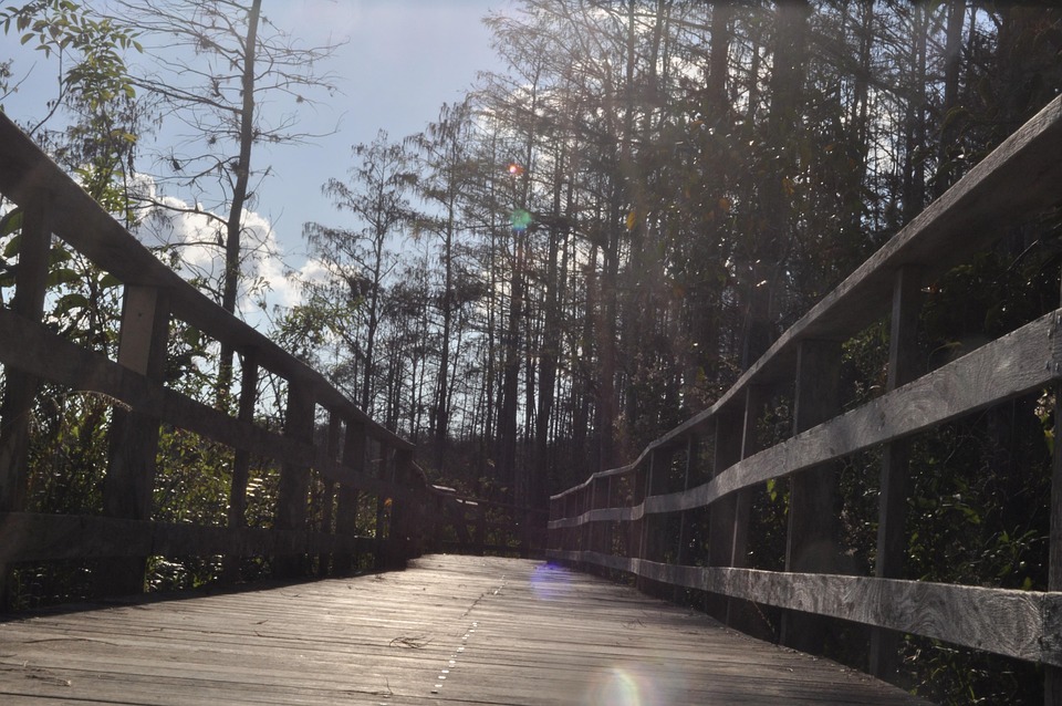 Nature Promenade Préserver - Photo gratuite sur Pixabay - Pixabay