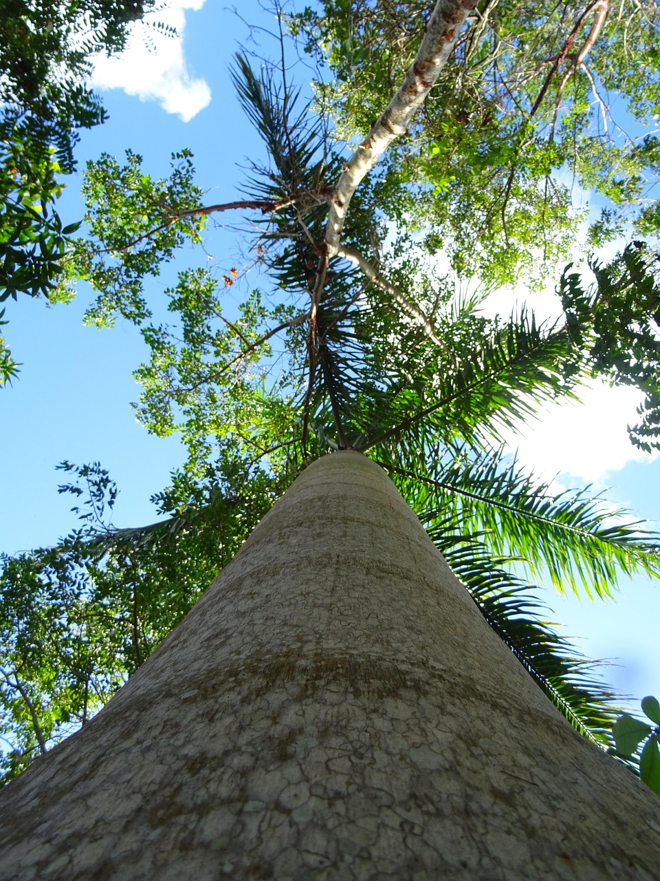 Palma Palms Of Cuba Royal - Free photo on Pixabay - Pixabay