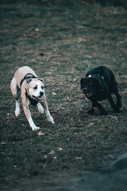 Dogs Playing Dog Park - Free photo on Pixabay - Pixabay