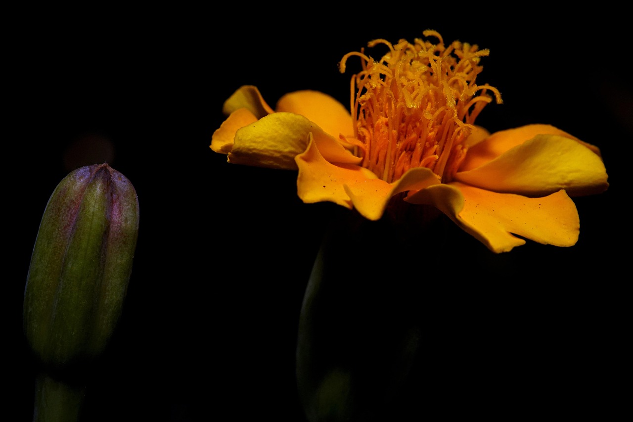 Fleur Souci Flore - Photo gratuite sur Pixabay - Pixabay